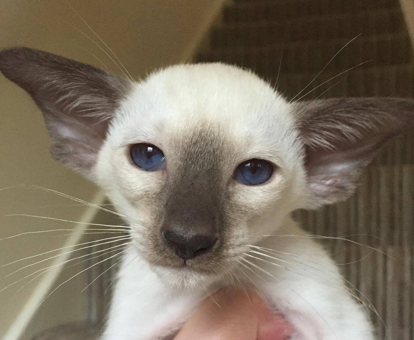 Siamese Kittens For Sale At Burnthwaites Siamese